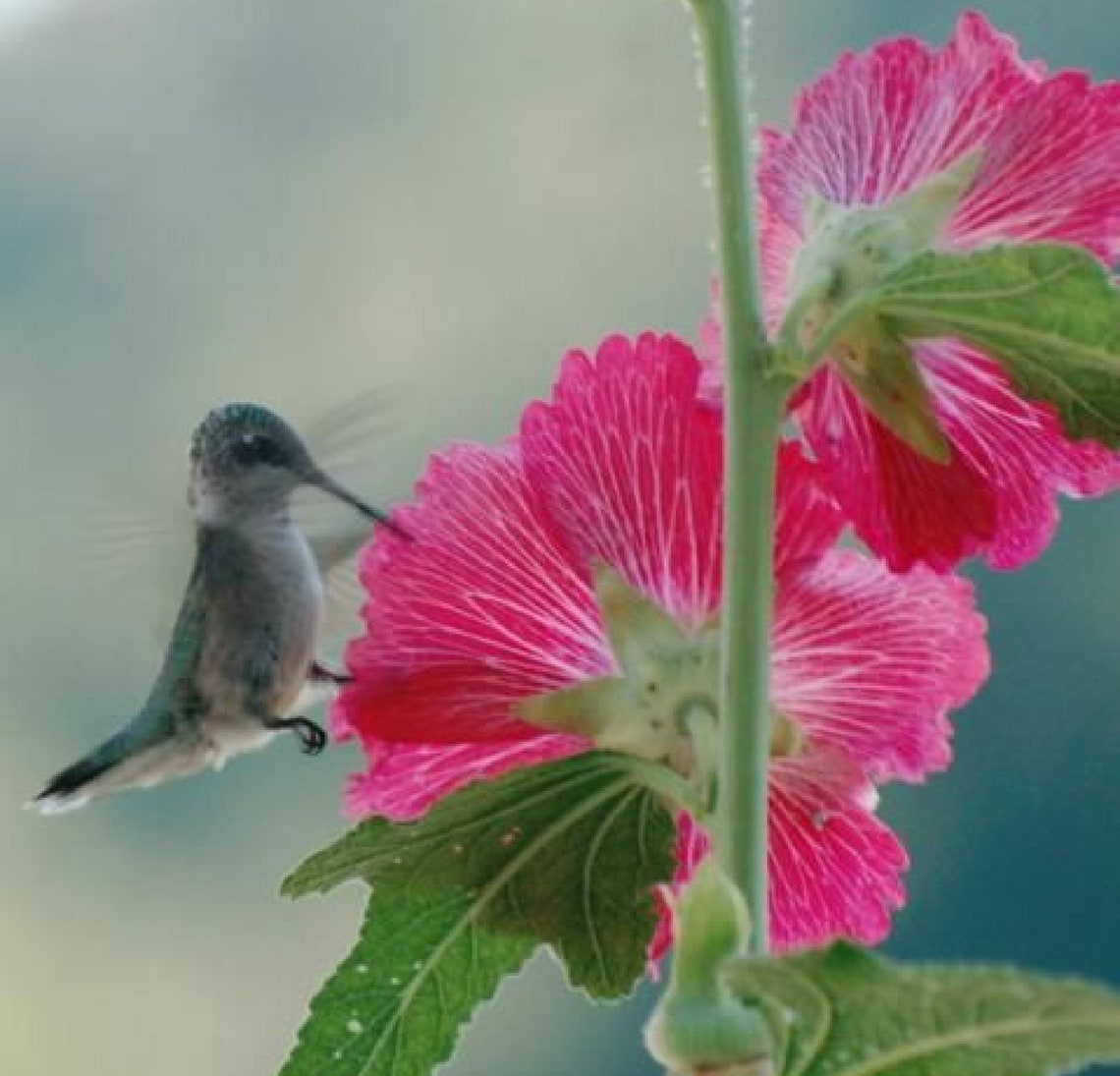 Hollyhock alcea Rosea Indian Spring Mix Packet of 25 Seeds - Etsy