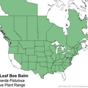 Mintleaf Bee Balm (monarda Fistulosa) Packet of 25 Seeds With FREE ...