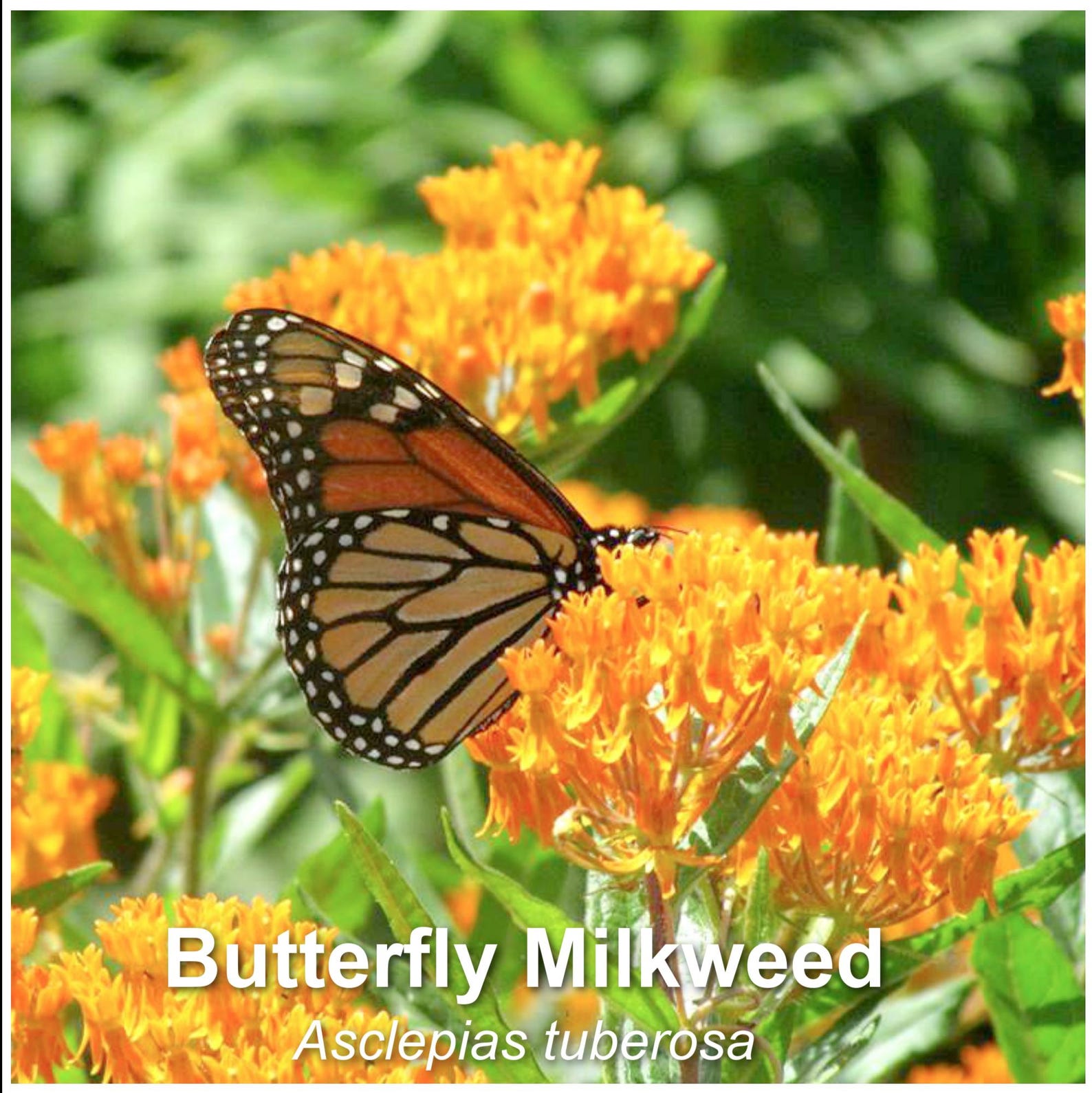 North Carolina Native Milkweed Seed Collection: 5 Species - Etsy