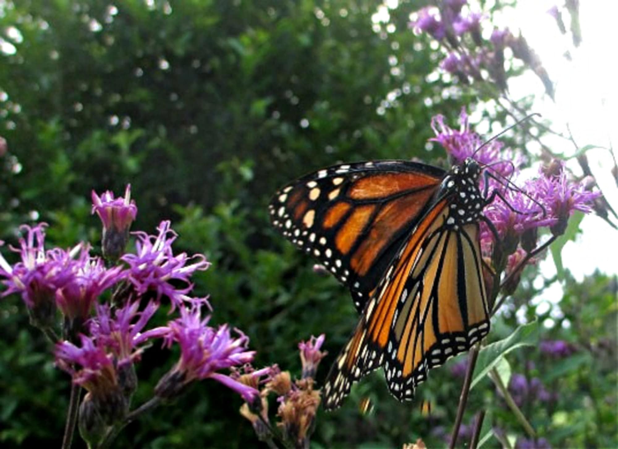 Common Ironweed (vernonia Fasciculata) Packet of 25 Seeds With FREE ...