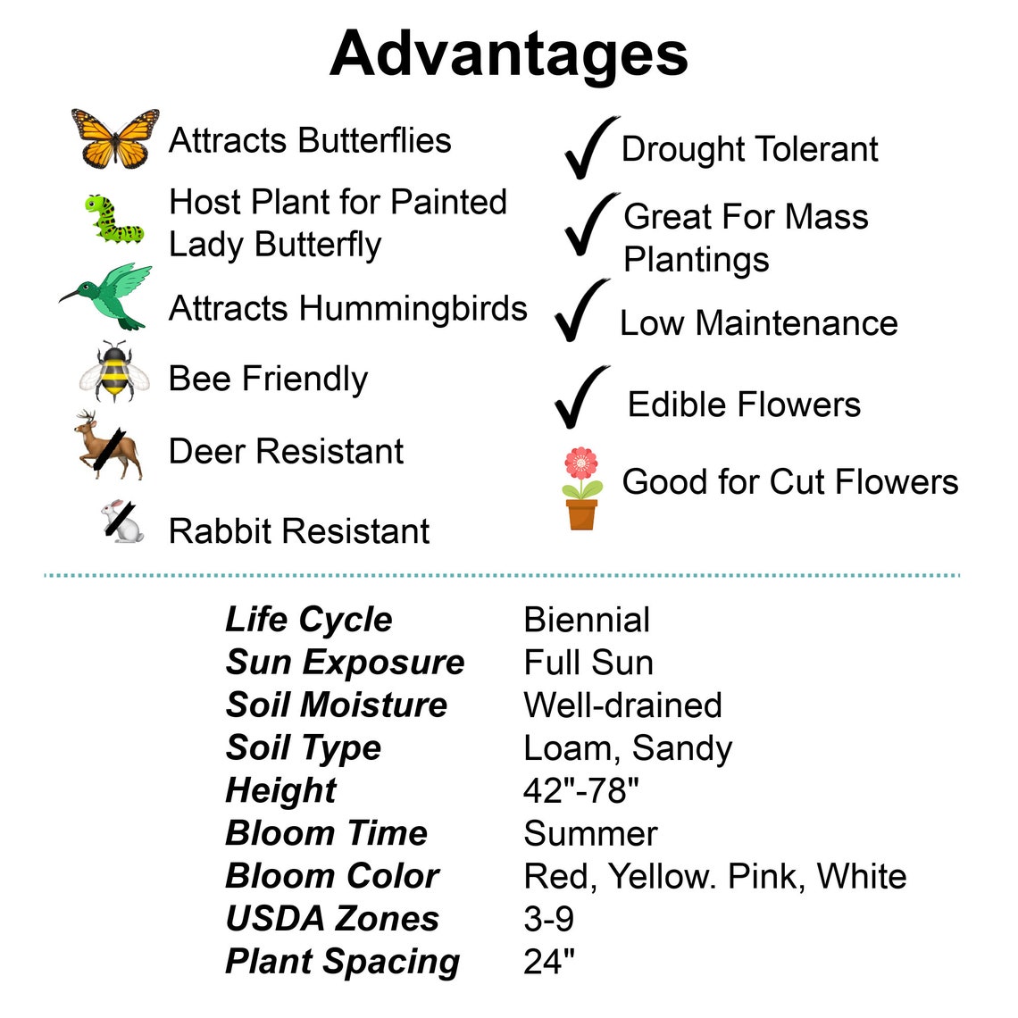 Hollyhock alcea Rosea Indian Spring Mix Packet of 25 Seeds - Etsy