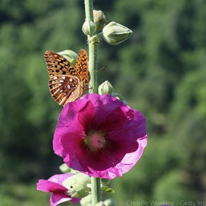 Hollyhock (alcea Rosea Indian Spring Mix) Packet of 25 Seeds With FREE ...