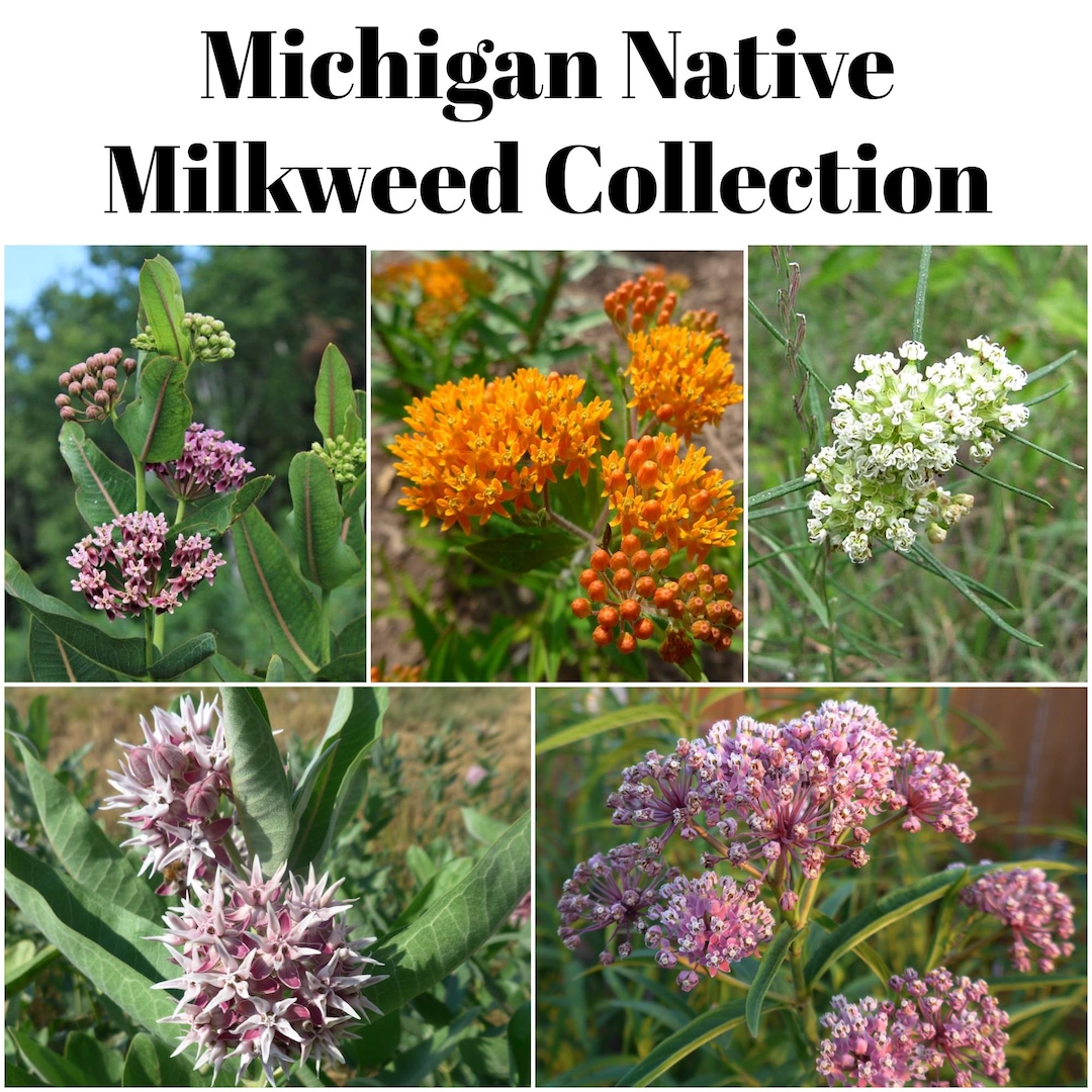 Michigan Native Milkweed Seed Collection - Etsy