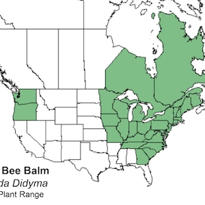 Scarlet Bee Balm (monarda Didyma) Packet of 25 Seeds With FREE Shipping ...