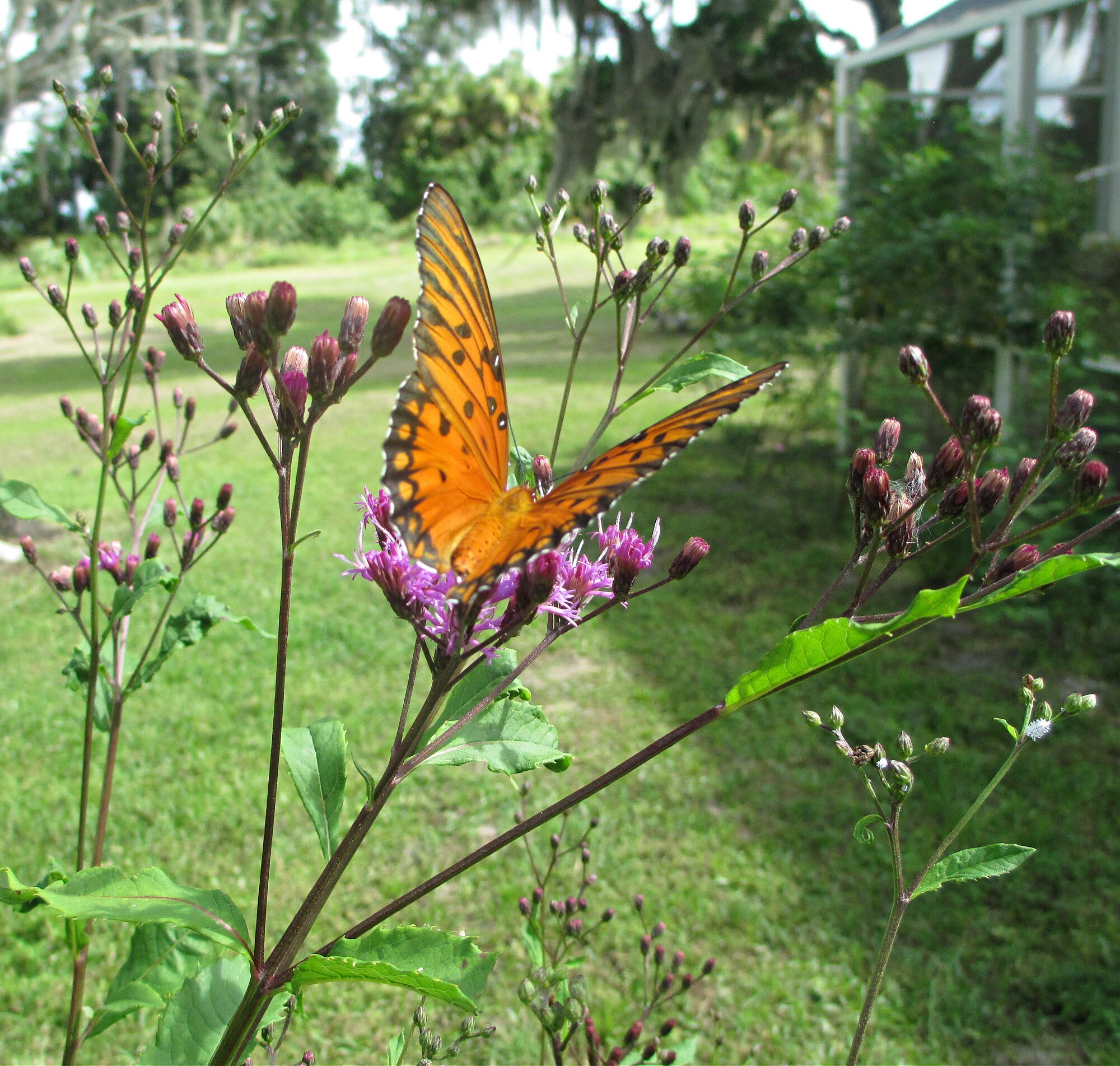 Common Ironweed (vernonia Fasciculata) Packet of 25 Seeds With FREE ...