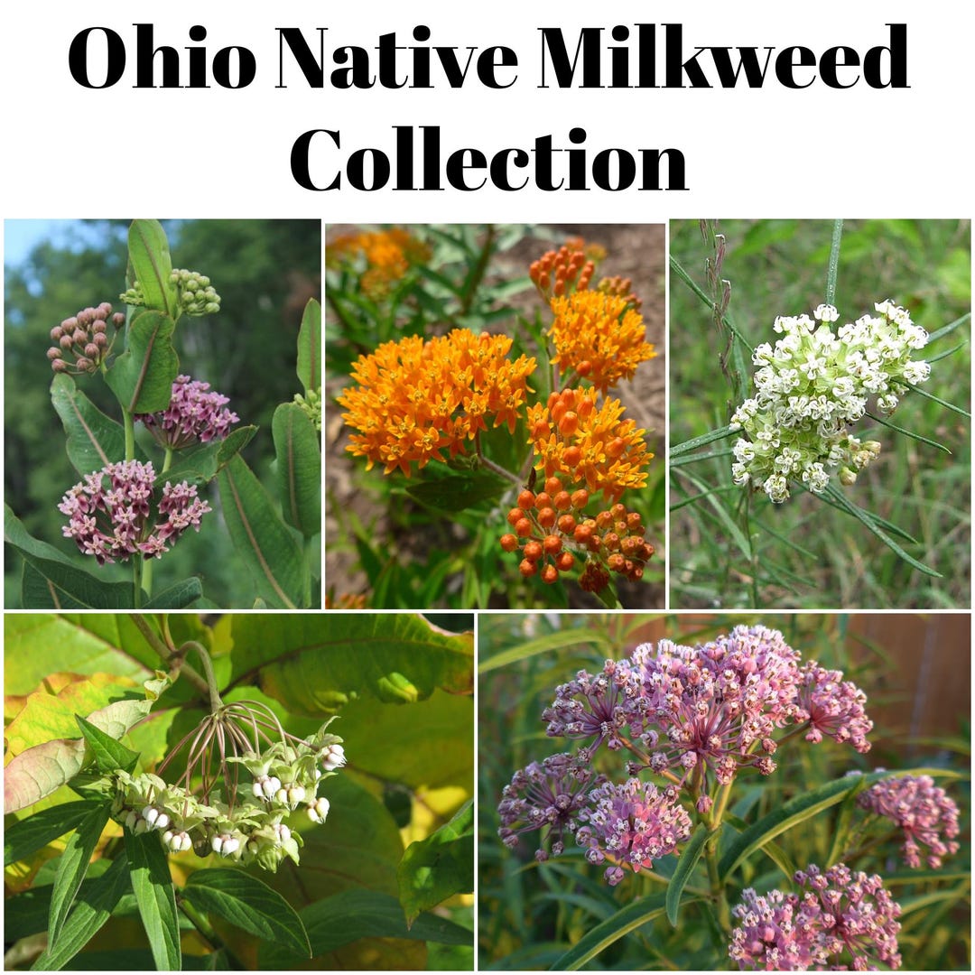 Ohio Native Milkweed Seed Collection With FREE Shipping! - Etsy