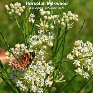 Missouri Native Milkweed Seed Collection With FREE Shipping! - Etsy