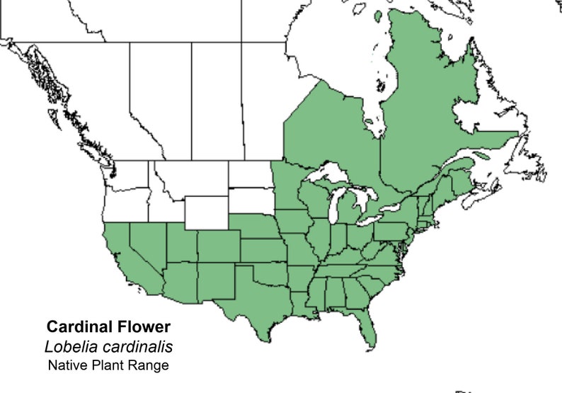 Cardinal Flower (lobelia Cardinalis) Packet of 25 Seeds With FREE ...