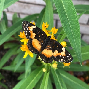 Silky Gold Milkweed Seeds (asclepias Curassavica) Packet of 12 Seeds - Etsy