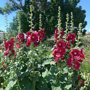 Hollyhock (alcea Rosea Indian Spring Mix) Packet of 25 Seeds With FREE ...