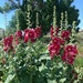 Hollyhock alcea Rosea Indian Spring Mix Packet of 25 Seeds With FREE ...