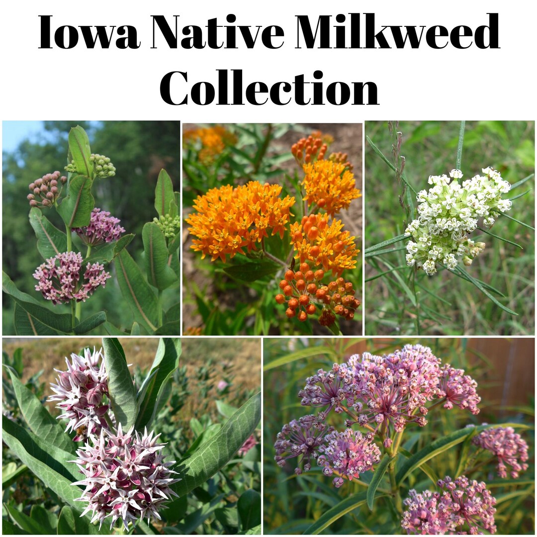 Iowa Native Milkweed Seed Collection: 5 Species - Etsy