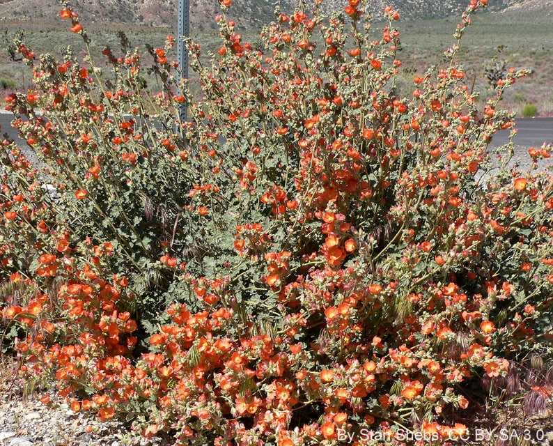 Desert Globemallow Seeds (sphaeralcea Ambigua) – Butterfly Plant ...