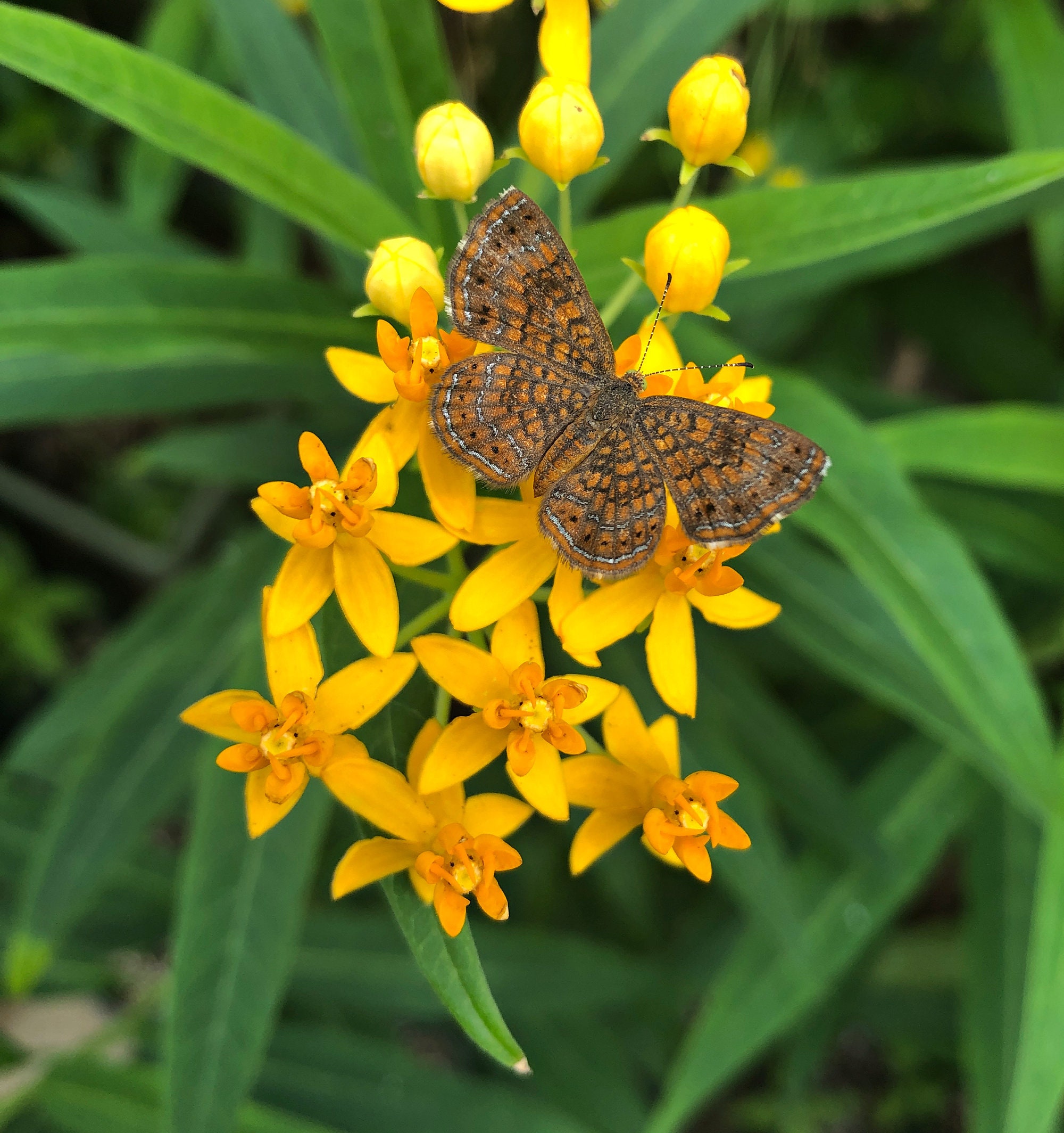 Silky Gold Milkweed Seeds asclepias Curassavica 'silky - Etsy