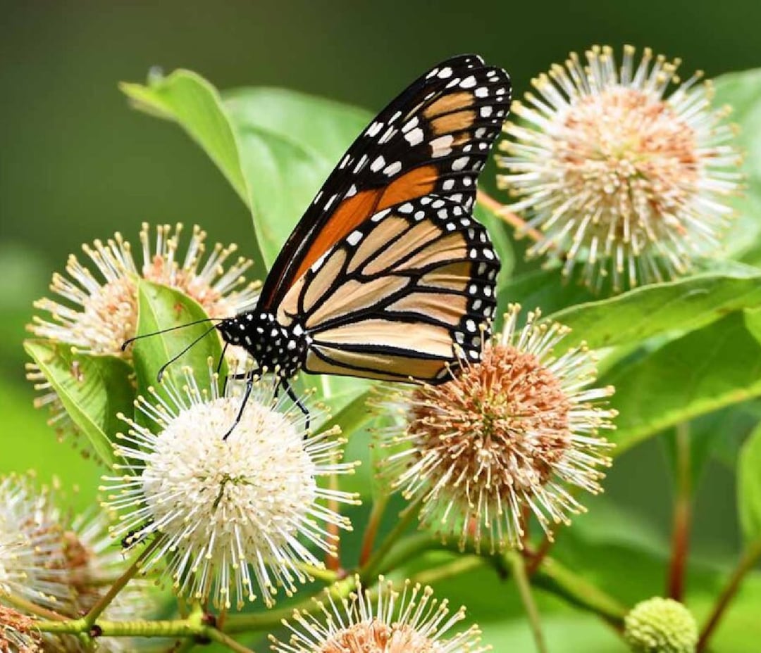 Buttonbush (cephalanthus Occidentalis) Packet of 25 Seeds With FREE ...