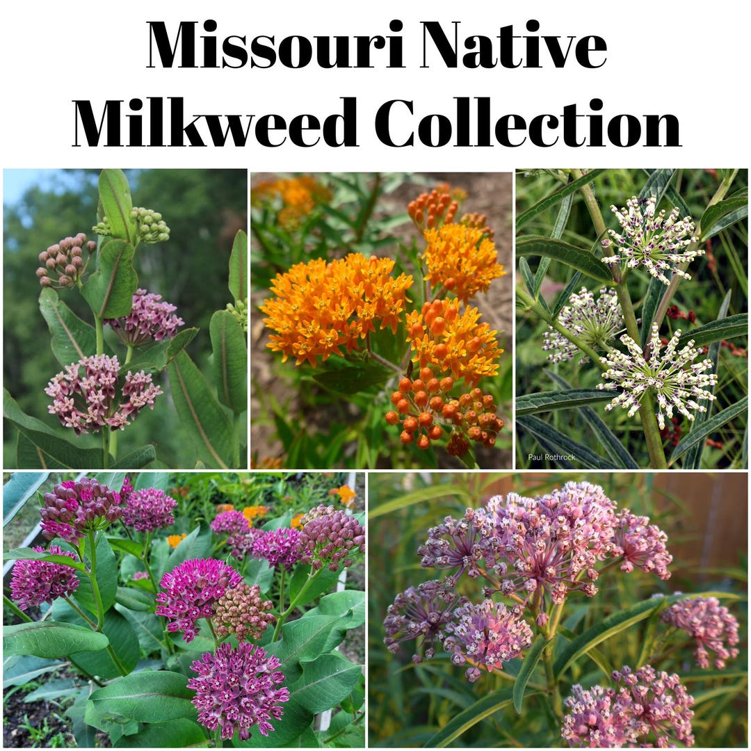 Missouri Native Milkweed Seed Collection With FREE Shipping! - Etsy