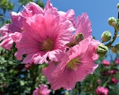Hollyhock alcea Rosea Indian Spring Mix Packet of 25 Seeds - Etsy