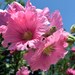 Hollyhock alcea Rosea Indian Spring Mix Packet of 25 Seeds - Etsy
