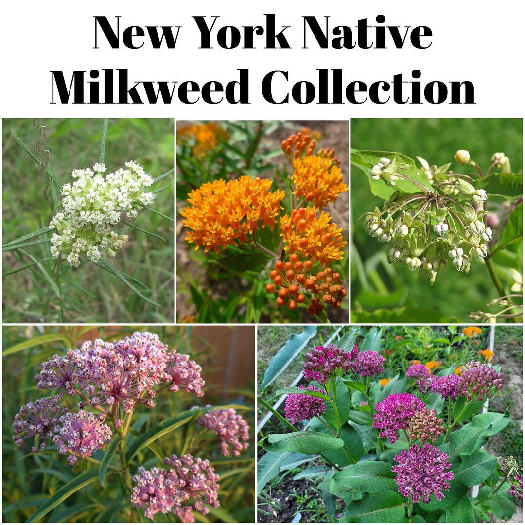 New York Native Milkweed Seed Collection With FREE Shipping! - Etsy