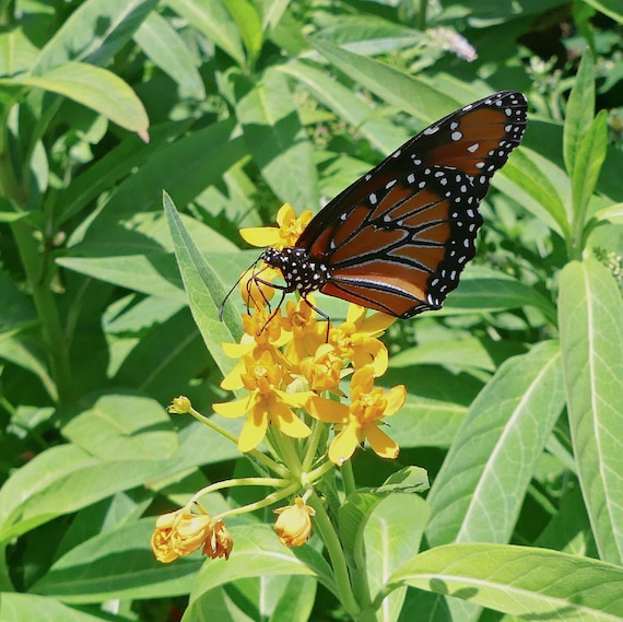 Silky Gold Milkweed Seeds asclepias Curassavica 'silky - Etsy
