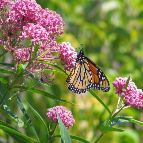 Spider Milkweed asclepias Viridis Packet of 7 Seeds With - Etsy