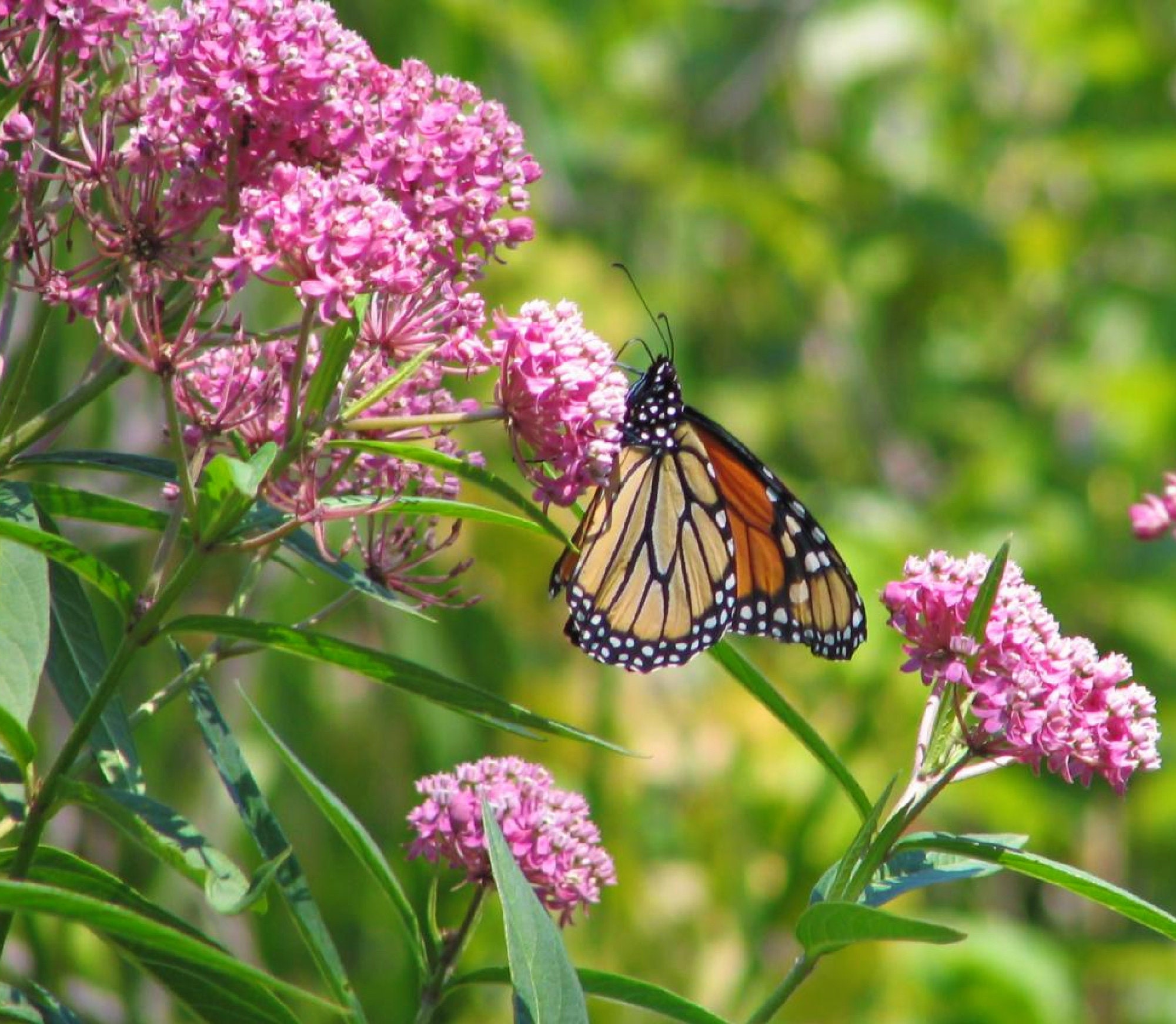 Asclepias Incarnata With Monarch