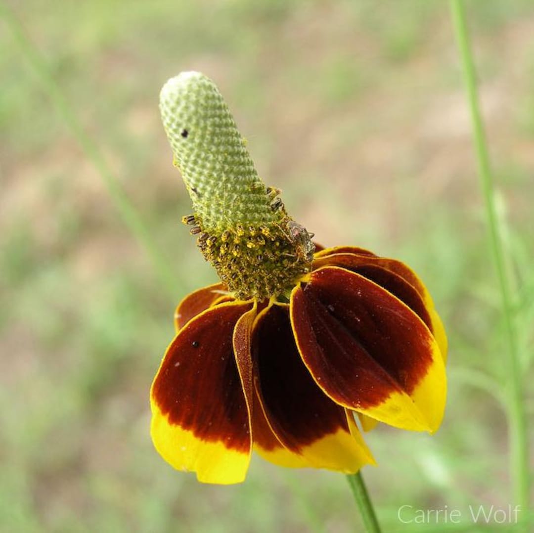 Mexican Hat (ratibida Columnifera) Packet of 25 Seeds - Etsy