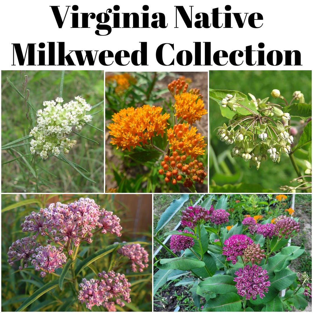 Virginia Native Milkweed Seed Collection With FREE Shipping! - Etsy