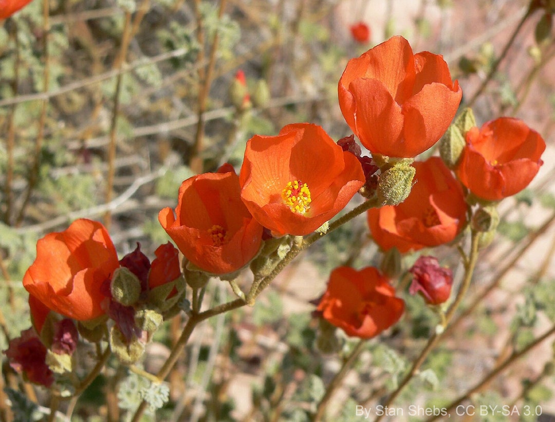 Desert Globemallow Seeds (sphaeralcea Ambigua) – Butterfly Plant ...