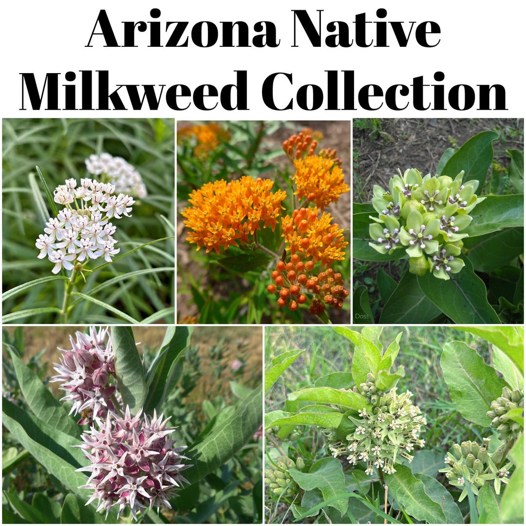 Arizona Native Milkweed Seed Collection With FREE Shipping! - Etsy