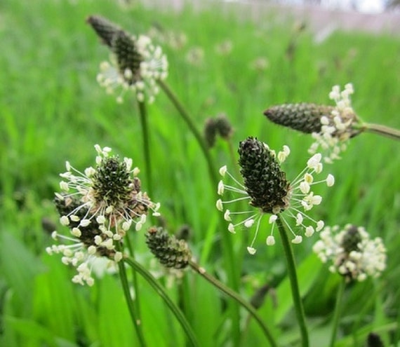 English Plantain plantago Lanceolata Packet of 25 Seeds With - Etsy