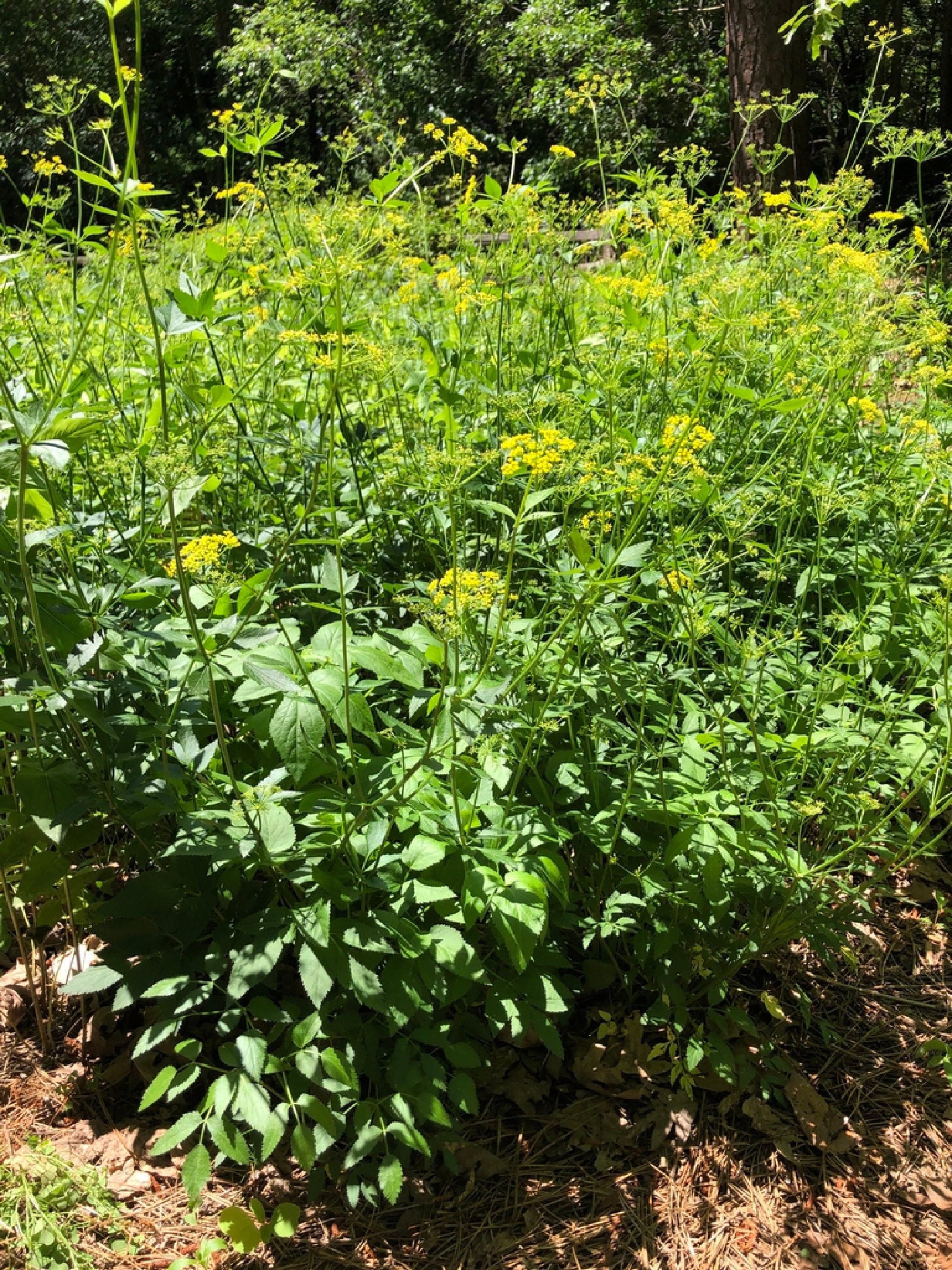 Golden Alexander (zizia Aurea) Packet of 25 Seeds With FREE Shipping ...