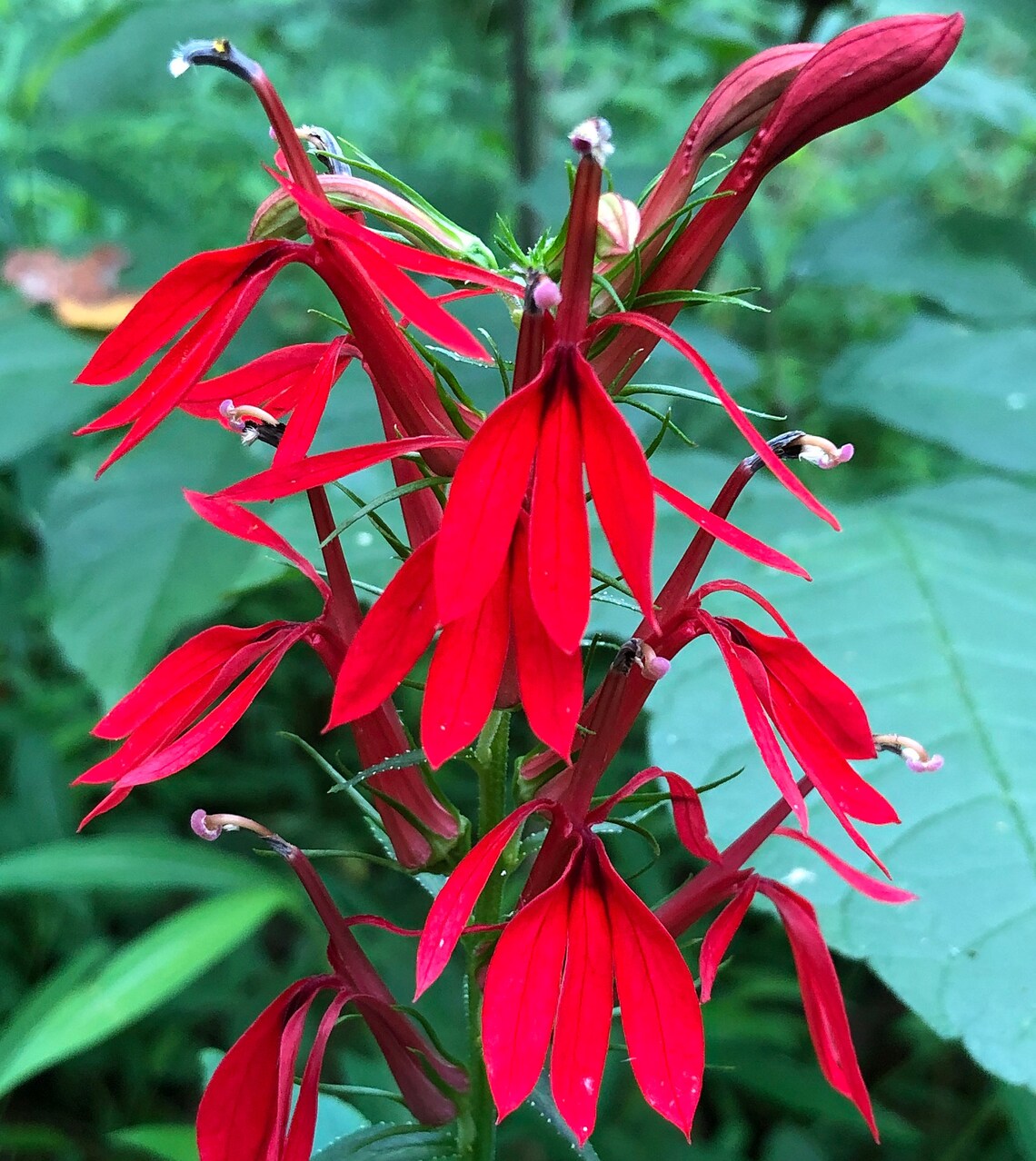 Cardinal Flower (lobelia Cardinalis) Packet of 25 Seeds With FREE ...