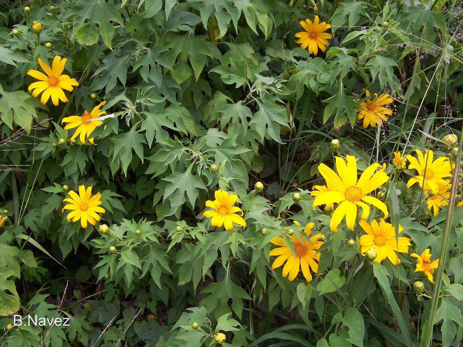 Yellow Mexican Sunflower Tithonia speciosa 'Yellow | Etsy