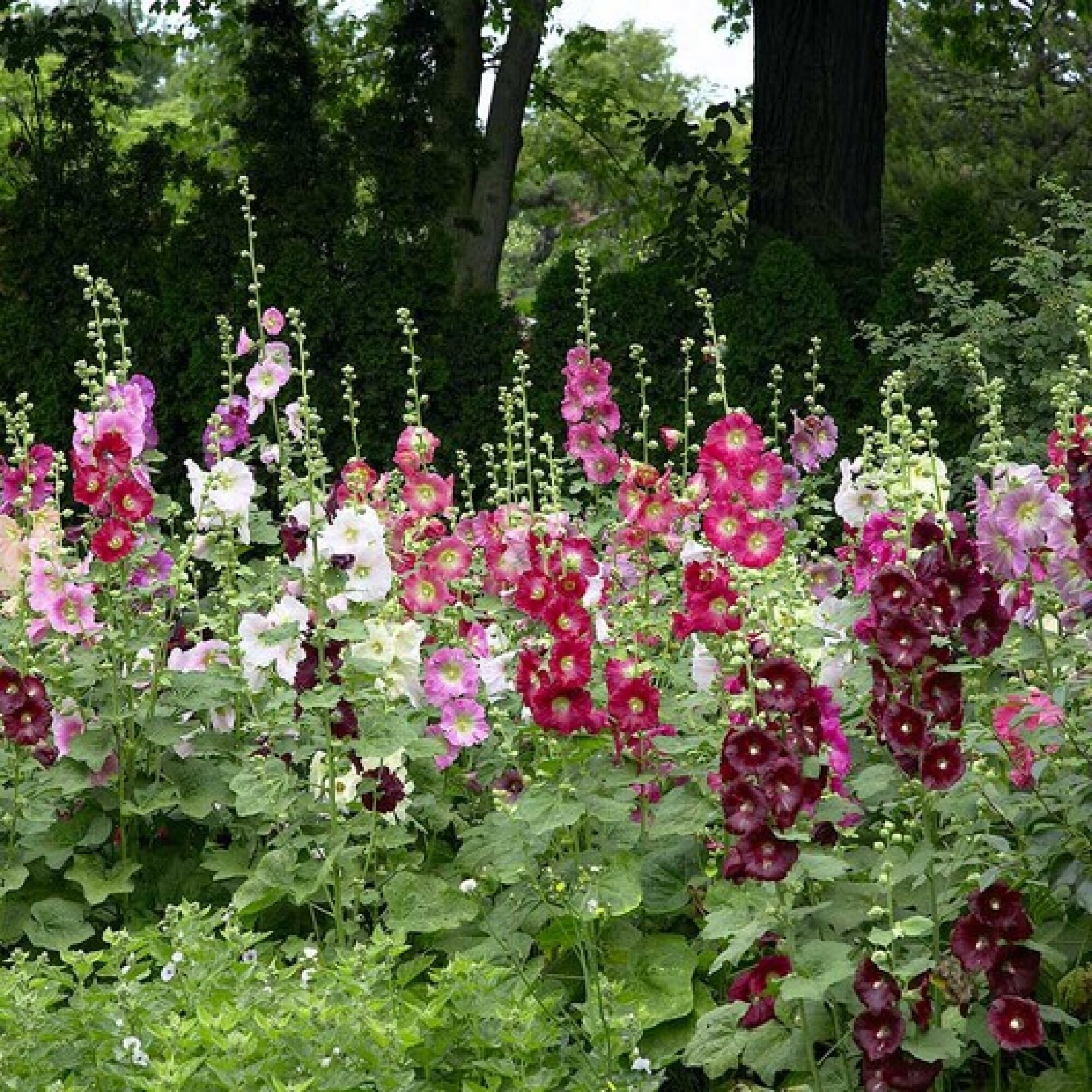 Hollyhock alcea Rosea Indian Spring Mix Packet of 25 Seeds - Etsy