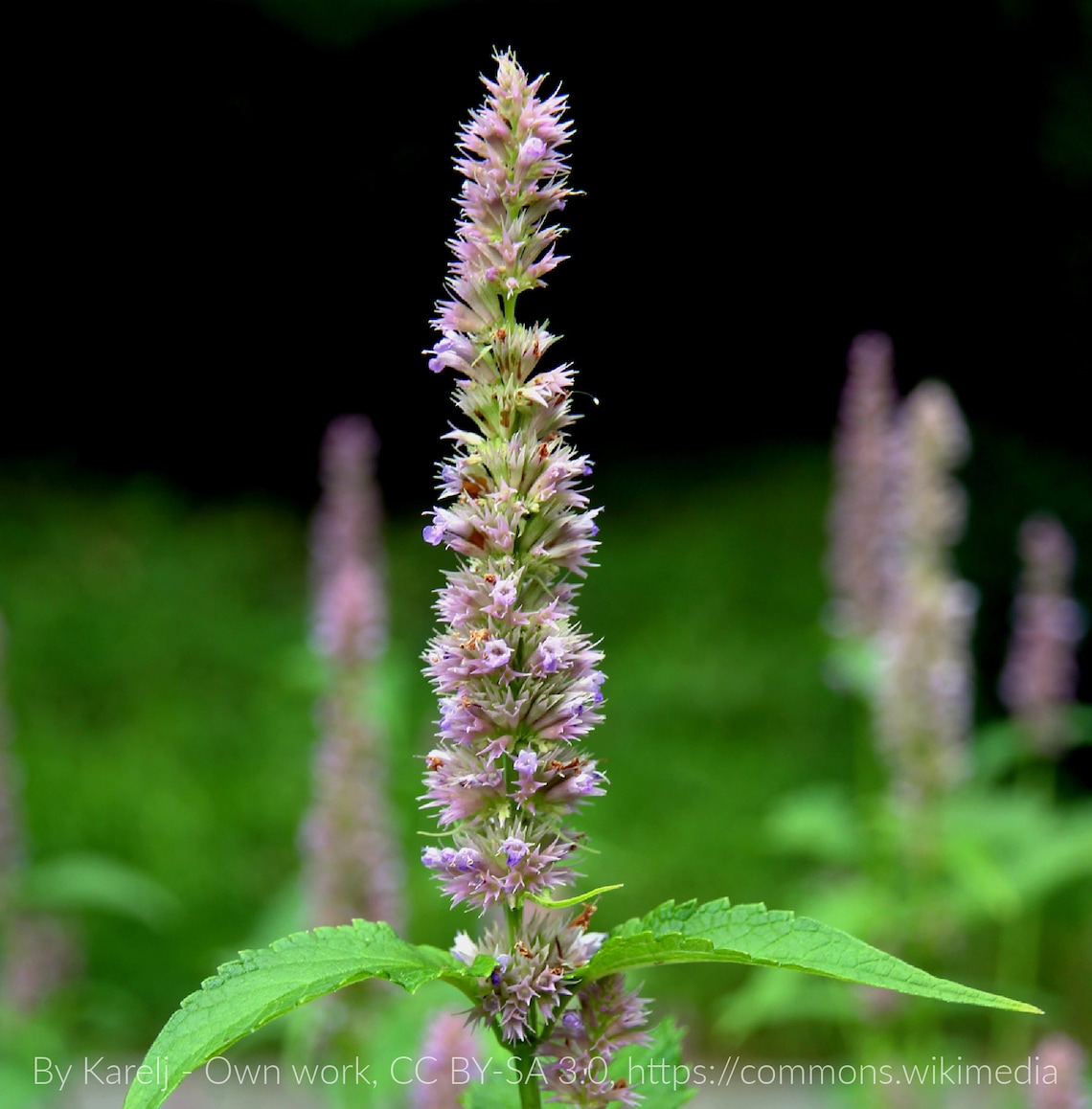 Giant Hyssop agastache Mexicana Lavender Blue Packet of 25 - Etsy