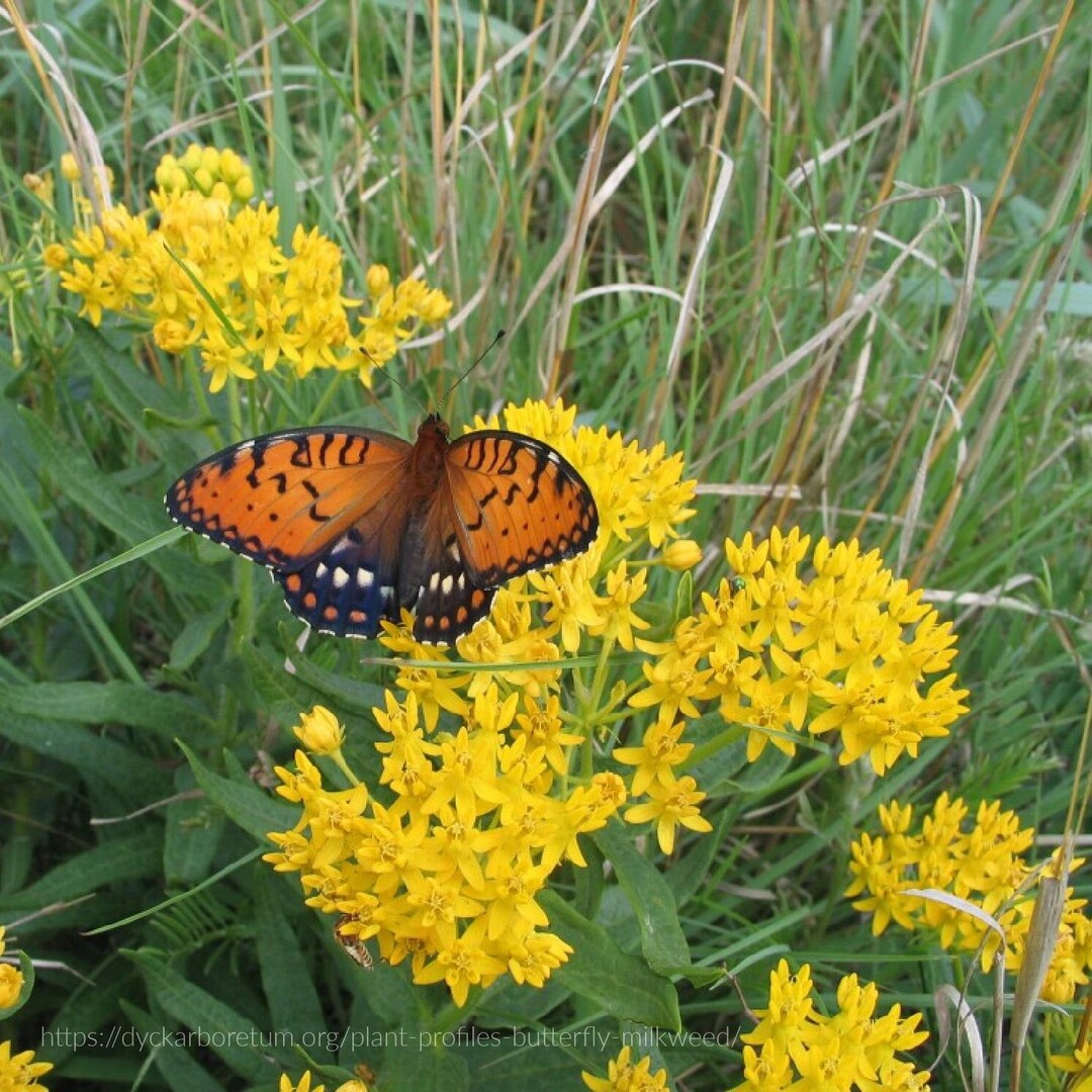 Butterfly Milkweed 'hello Yellow' (asclepias Tuberosa) Packet of 12 ...