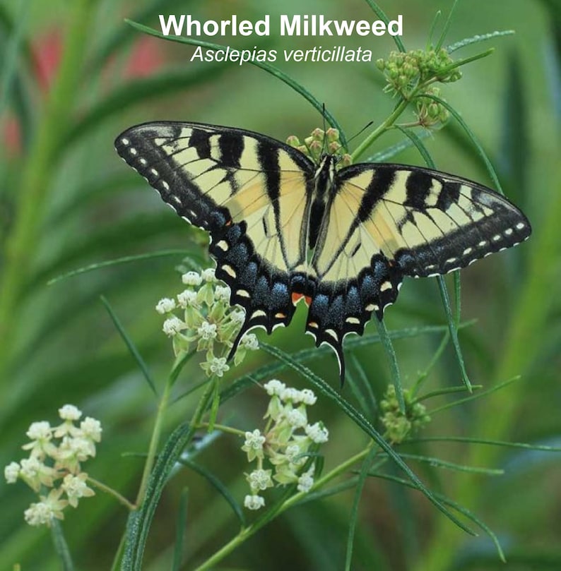 North Carolina Native Milkweed Seed Collection: 5 Species - Etsy