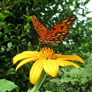 Yellow Mexican Sunflower (tithonia Rotundifolia 'yellow Torch') Packet ...