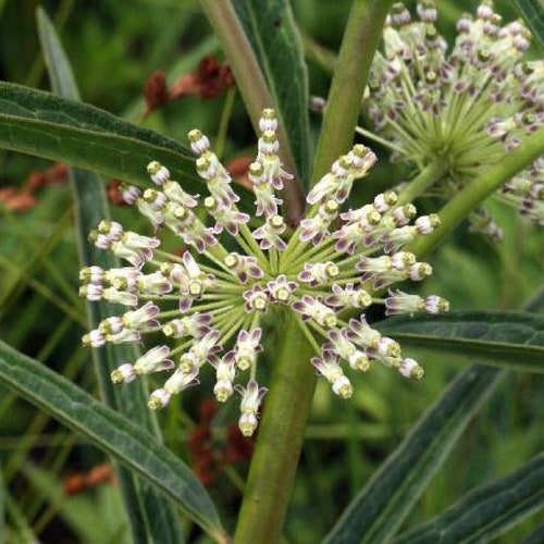 Spider Milkweed asclepias Viridis Packet of 12 Seeds With - Etsy Canada