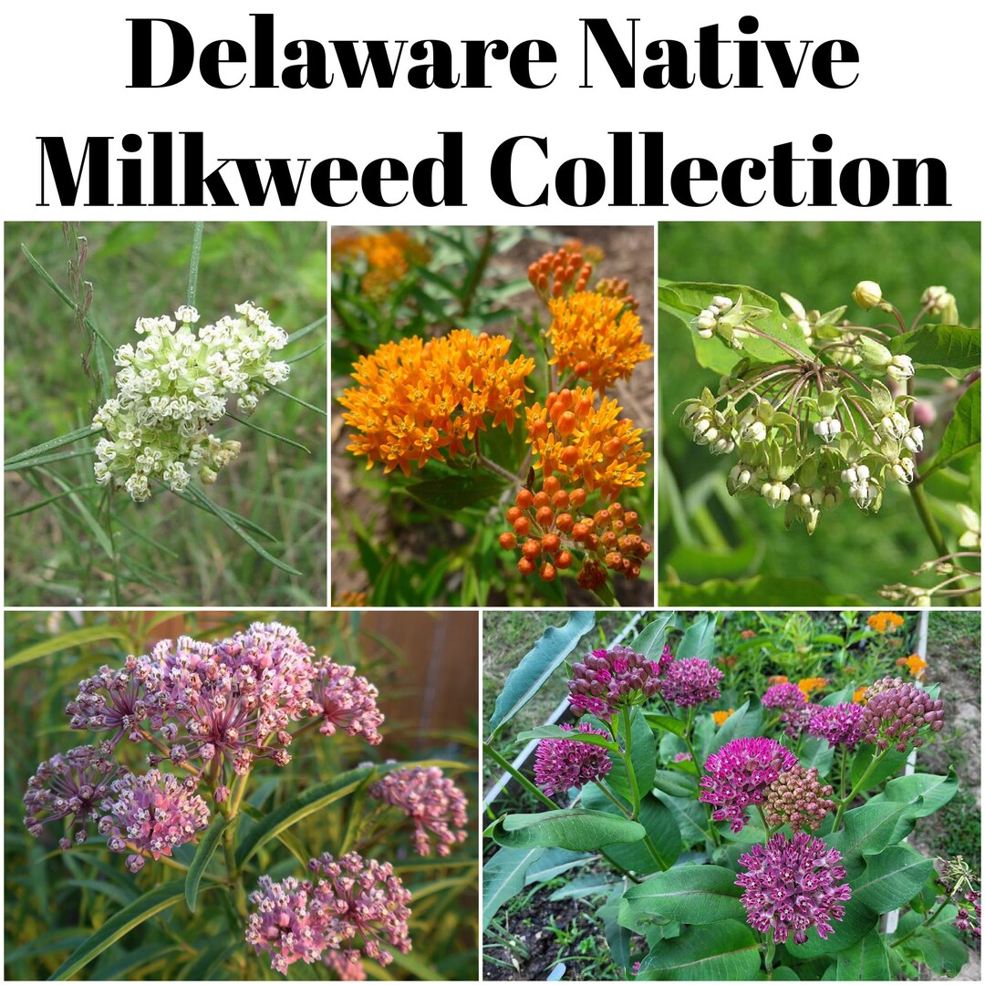 Delaware Native Milkweed Seed Collection With FREE Shipping! - Etsy