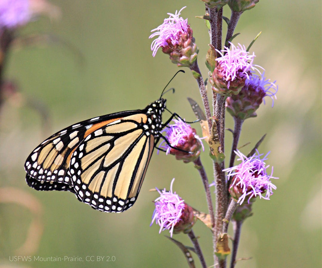 Button Blazing Star (liatris Aspera) Packet of 25 Seeds With FREE ...