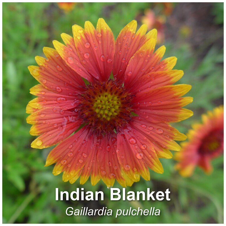 Florida Native Deluxe Seed Collection With FREE Shipping - Etsy