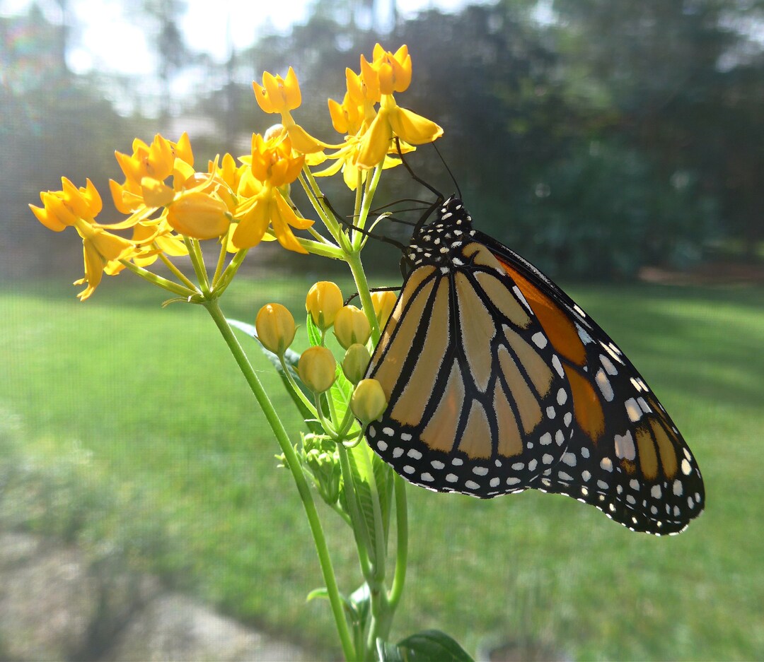 Silky Gold Milkweed Seeds asclepias Curassavica 'silky Gold' Packet of ...