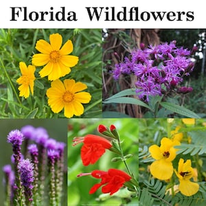 Florida Native Deluxe Seed Collection With FREE Shipping! - Etsy