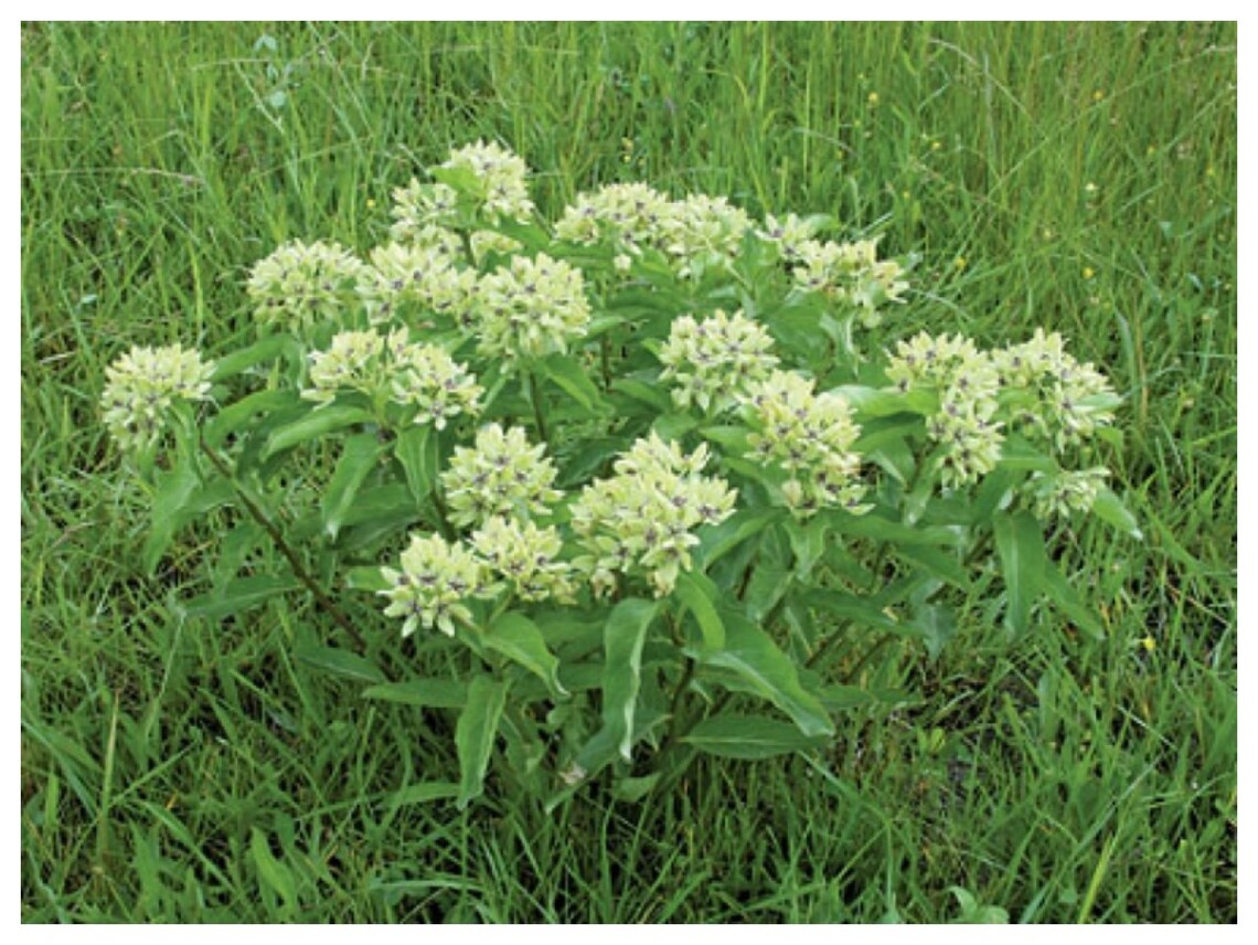 Spider Milkweed asclepias Viridis Packet of 7 Seeds With - Etsy