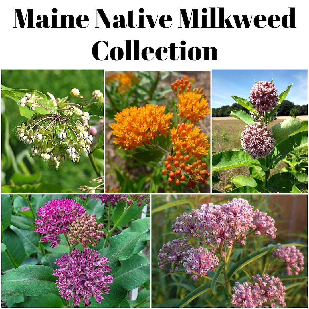 Maine Native Milkweed Seed Collection With FREE Shipping! - Etsy