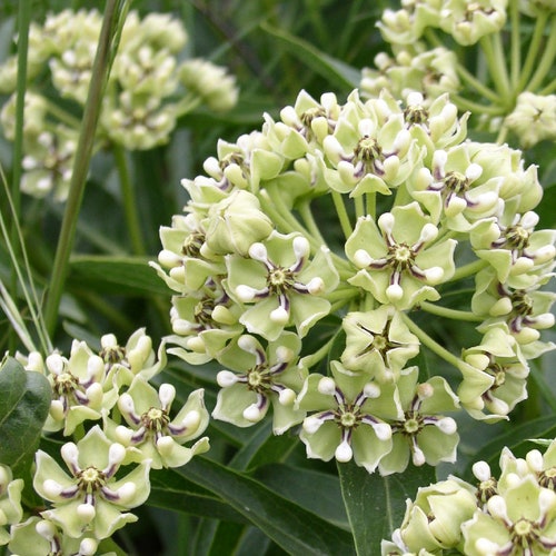 Spider Milkweed asclepias Viridis Packet of 12 Seeds With - Etsy Canada