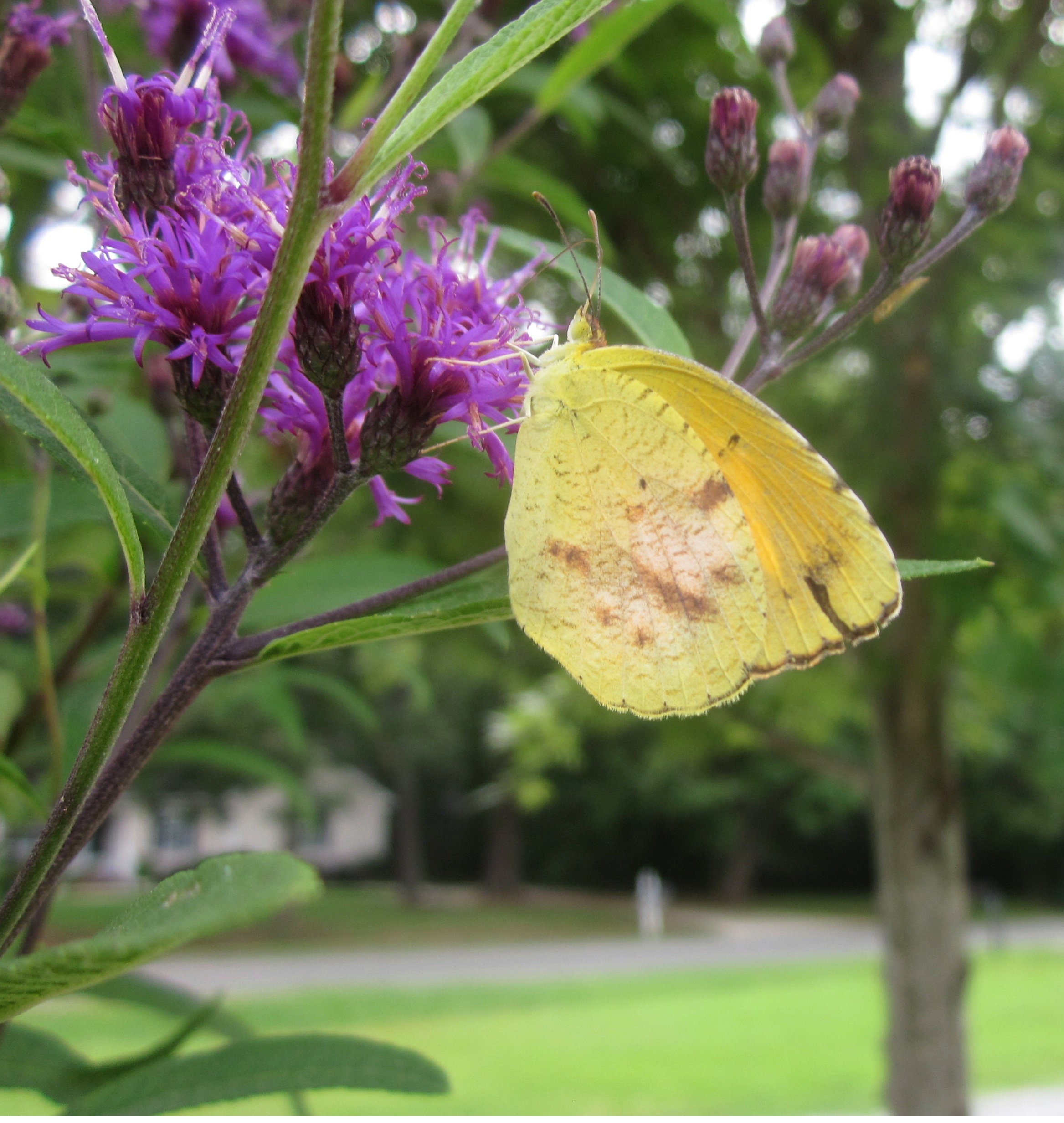 Common Ironweed (vernonia Fasciculata) Packet of 25 Seeds With FREE ...