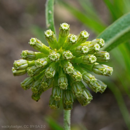 Spider Milkweed asclepias Viridis Packet of 12 Seeds With - Etsy Canada